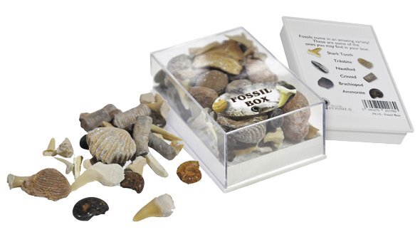 Fossil Box - Genuine Fossils to Collect