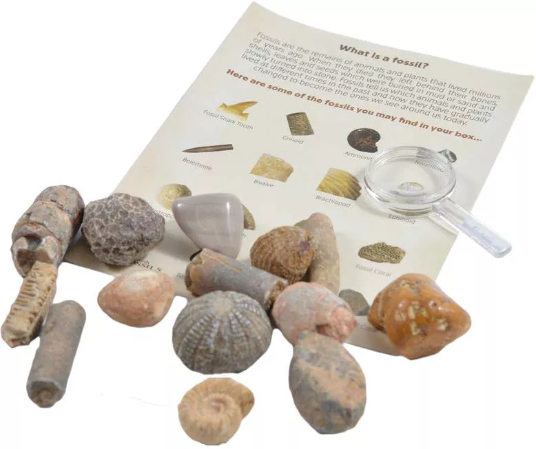 Fossil Collection Kit - Packed With Genuine Fossils