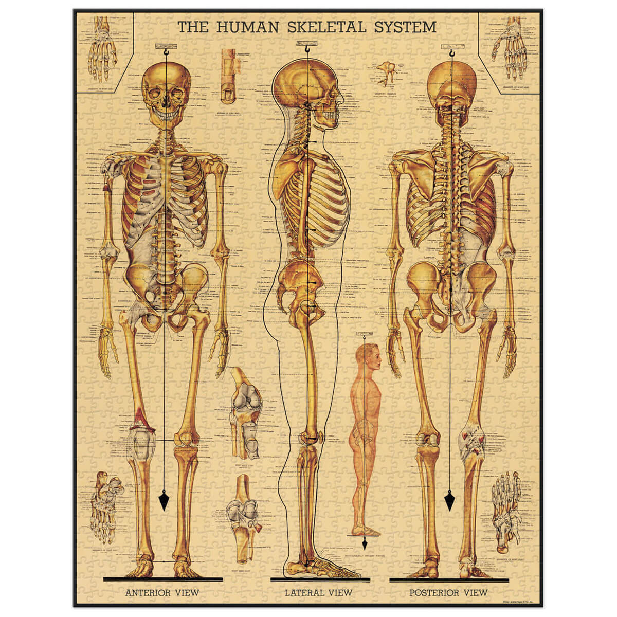 Skeletal System Vintage 1000pc Puzzle - A Biology Themed Puzzle