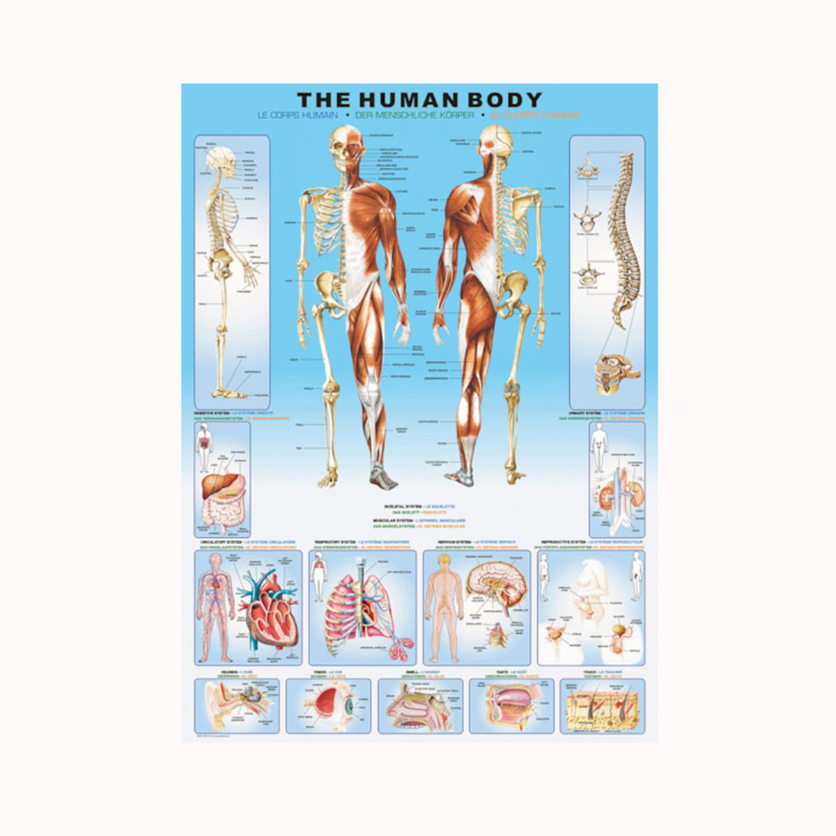 The Human Body 1000pc Jigsaw Puzzle
